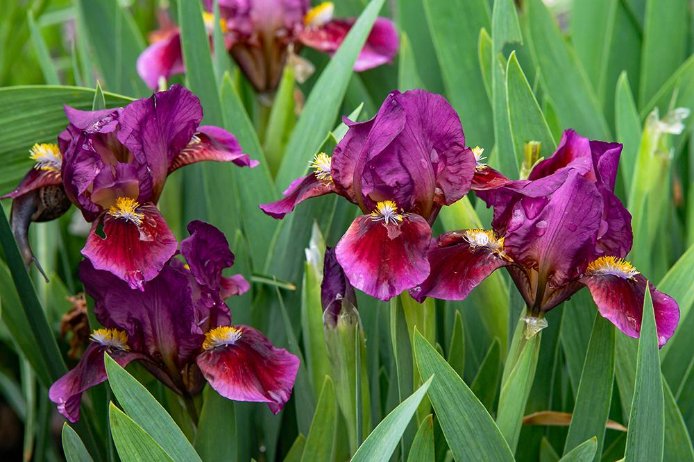 Miniature Dwarf Bearded Iris (Iris 'Three Cherries') in the Irises ...