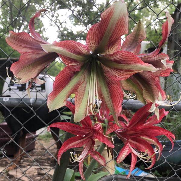Sumatra in the Amaryllis and Hippeastrum forum - Garden.org