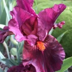 Intermediate Bearded Iris (Iris 'Ruby Slippers') in the Irises Database - Garden.org