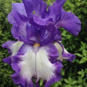 Tall Bearded Iris (Iris 'Rococo') in the Irises Database - Garden.org