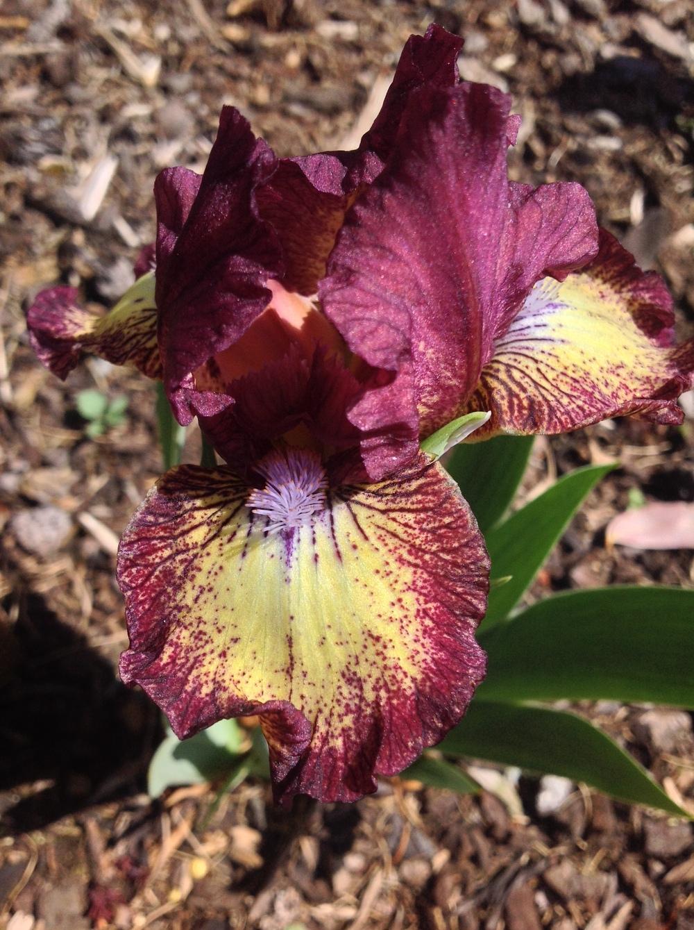 Standard Dwarf Bearded Iris (Iris 'Toy Clown') in the Irises Database ...