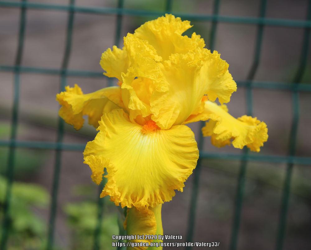 Tall Bearded Iris (Iris 'Amarillo Frills') in the Irises Database ...