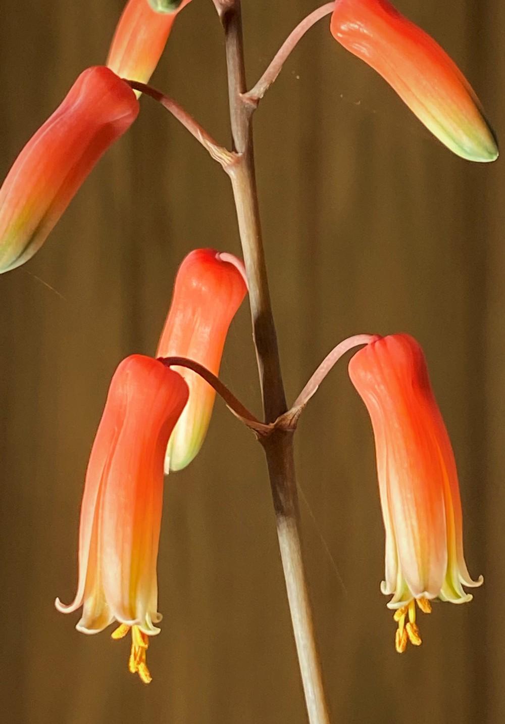 Photo of the bloom of Aloe 'Cleopatra' posted by ketsui73 - Garden.org