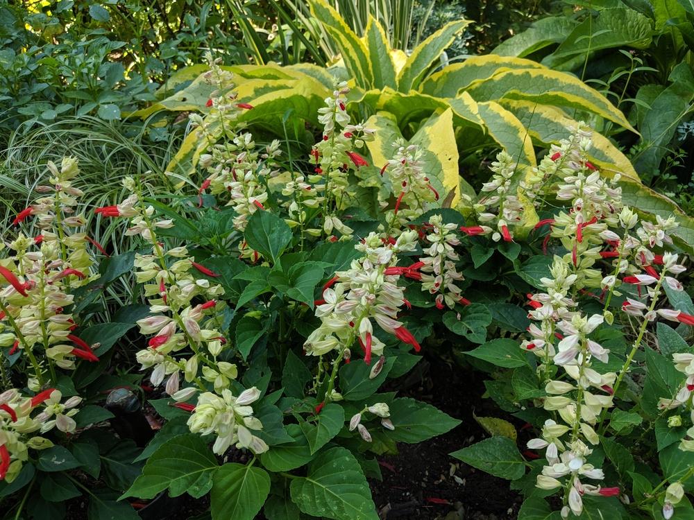 Salvia (Salvia splendens Reddy™ White) in the Salvias Database - Garden.org