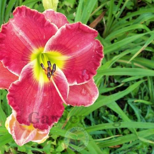 Daylily (Hemerocallis 'Lips of Fire') in the Daylilies Database - Garden.org