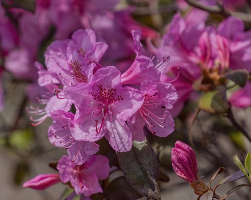 Rhododendron 'Aglo' in the Rhododendrons Database - Garden.org