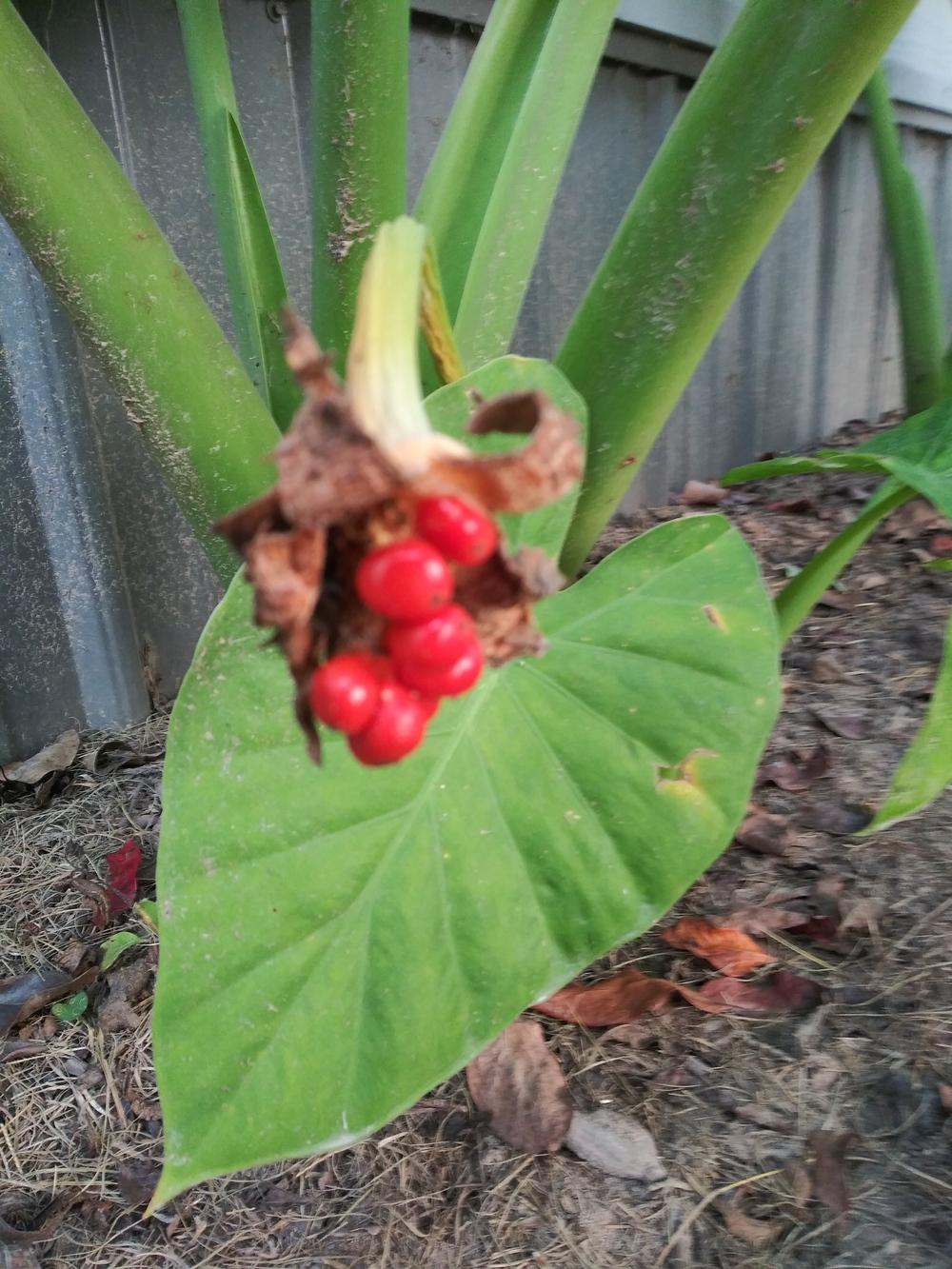 Elephant ear seed pods in the Ask a Question forum - Garden.org
