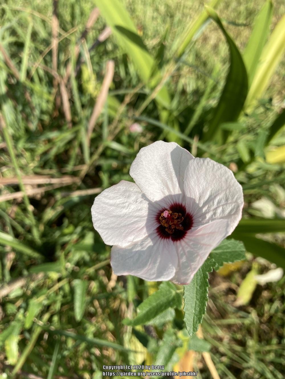 Brazilian Rock Rose (Hibiscus phoeniceus) in the Hibiscus Database ...