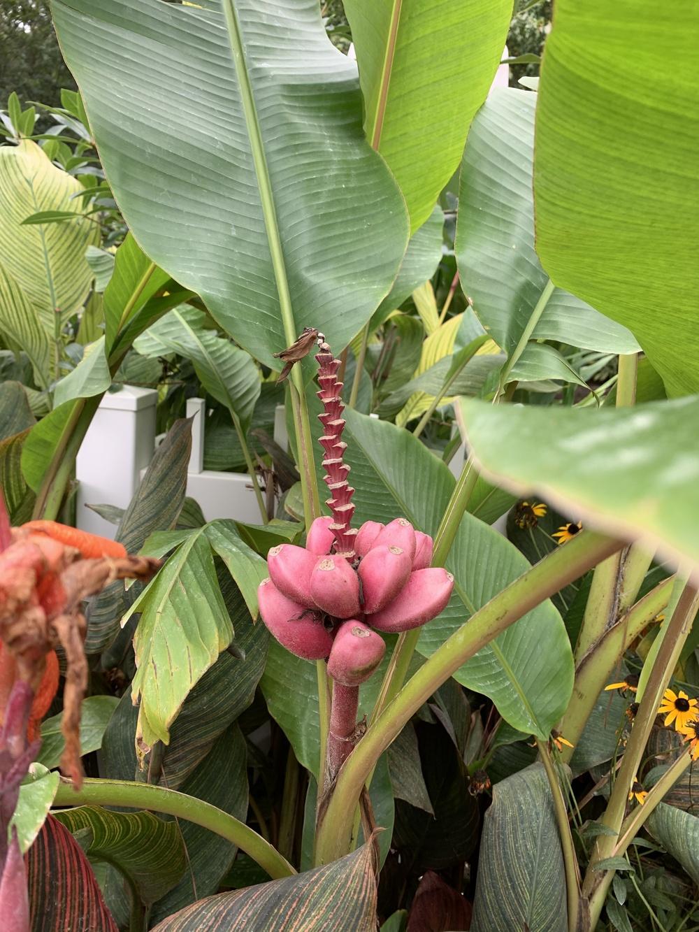 Plant IDA in the Plant ID forum - Garden.org