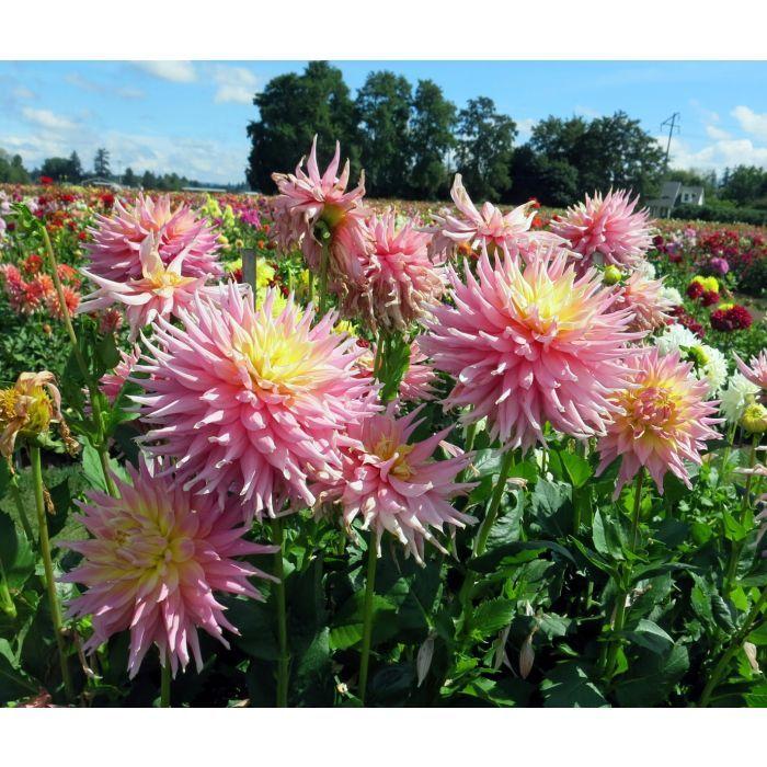 Photo of the bloom of Dahlia 'Clearview Jonas' posted by Calif_Sue ...