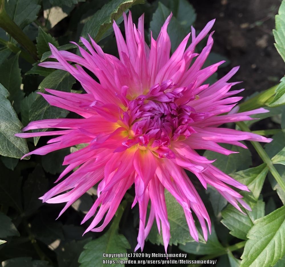 Dahlia 'Bloomquist Lou Ann' in the Dahlias Database - Garden.org