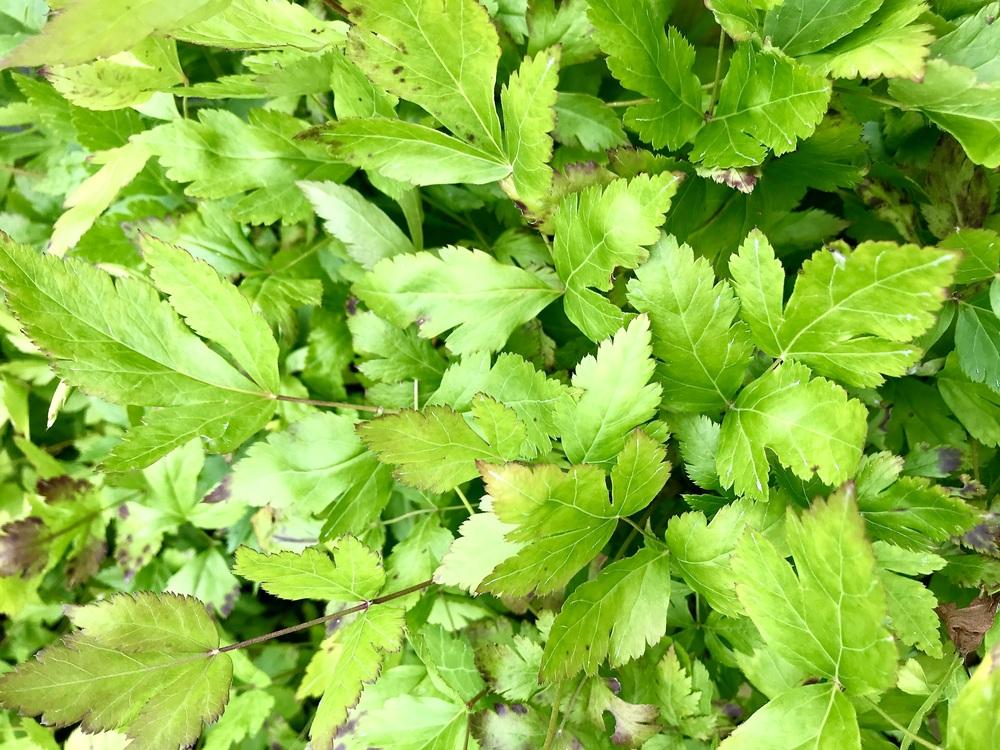 Photo of the entire plant of Yellowroot (Xanthorhiza simplicissima ...