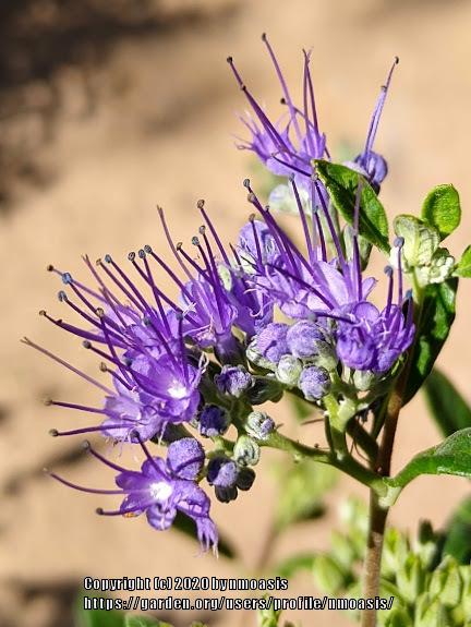 Bluebeards: Plant Care and Collection of Varieties - Garden.org