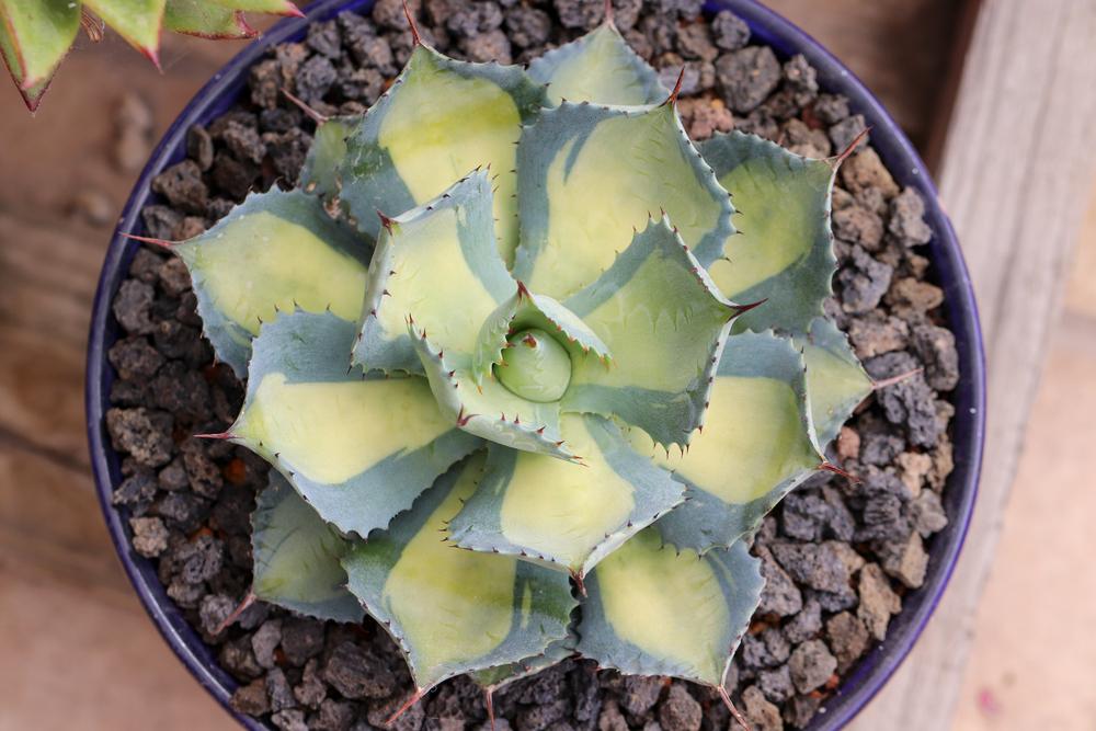 Dwarf Butterfly Agave (Agave isthmensis 'Rum Runner') in the Agaves ...