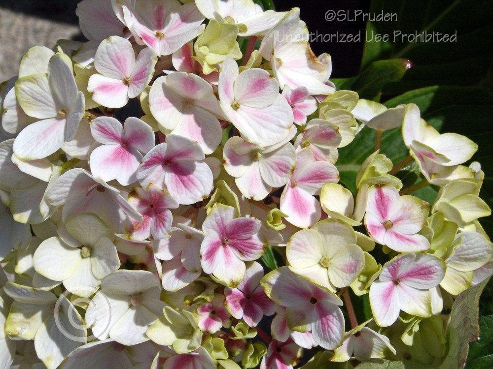 Photo of the bloom of Hydrangea (Hydrangea macrophylla Forever & Ever ...