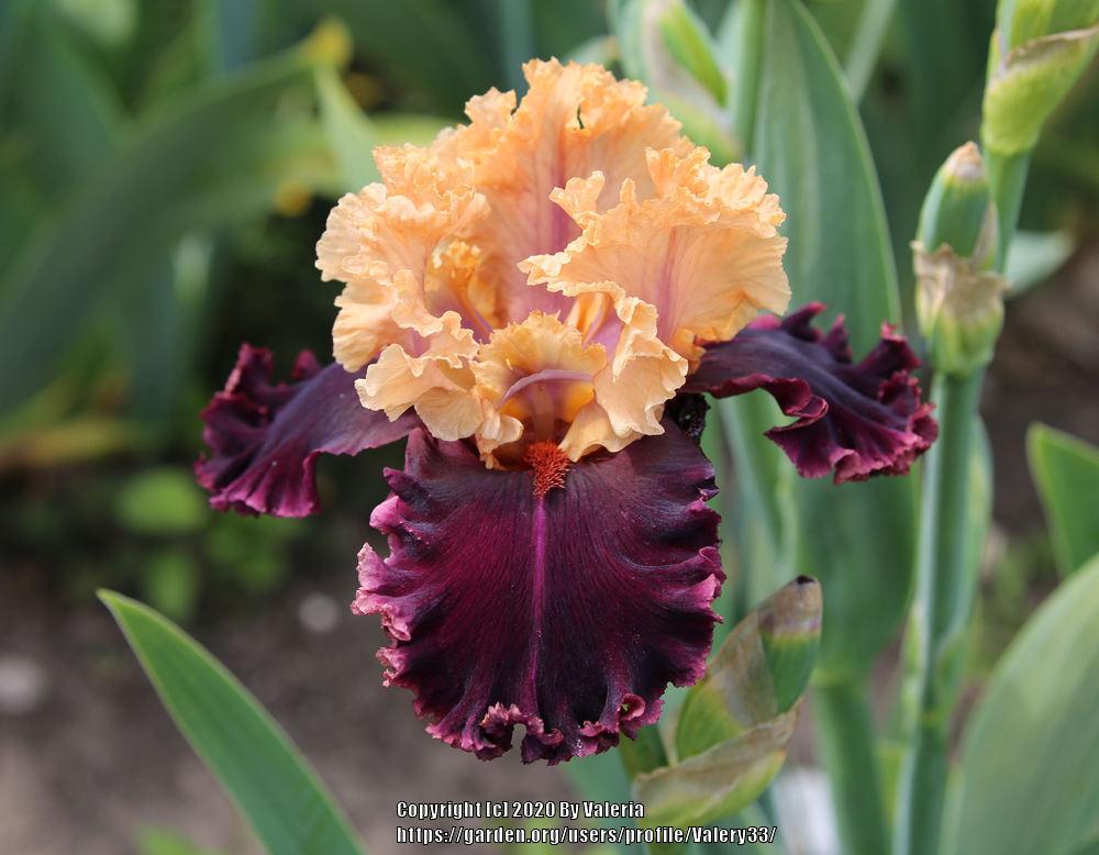 Tall Bearded Iris (Iris 'Toronto') in the Irises Database - Garden.org