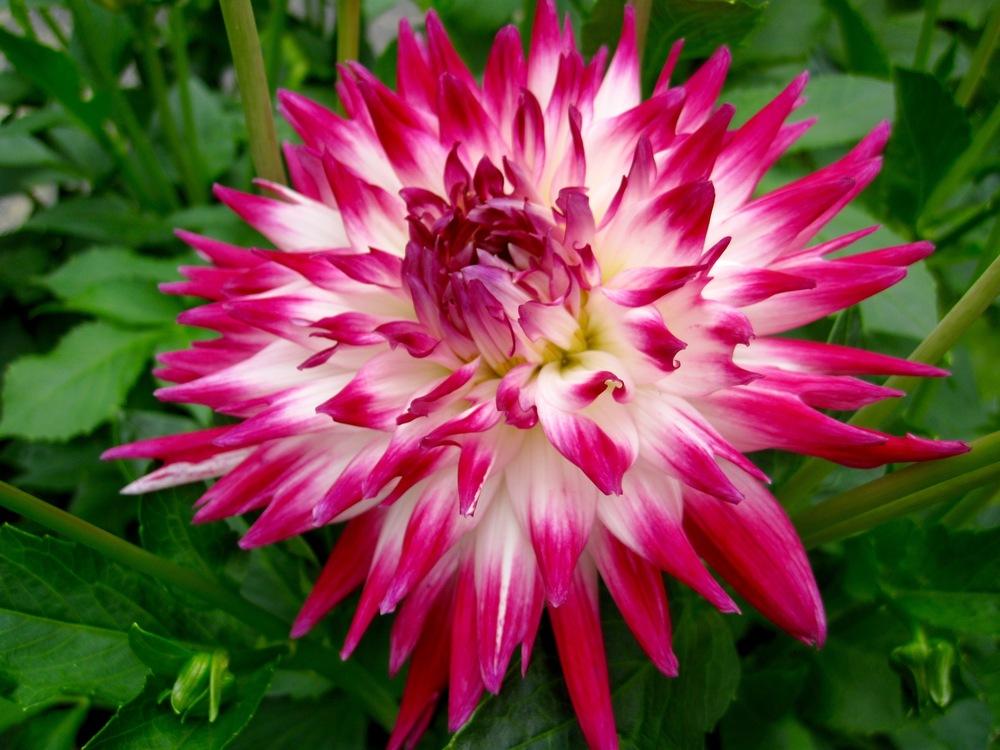 Dahlia 'Dutch Explosion' in the Dahlias Database - Garden.org