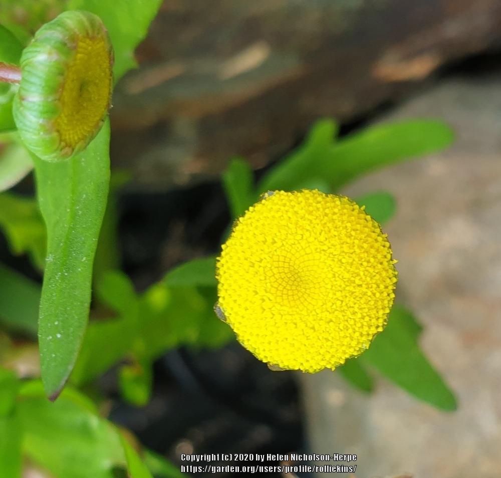 Common Brass Buttons (Cotula coronopifolia) - Garden.org