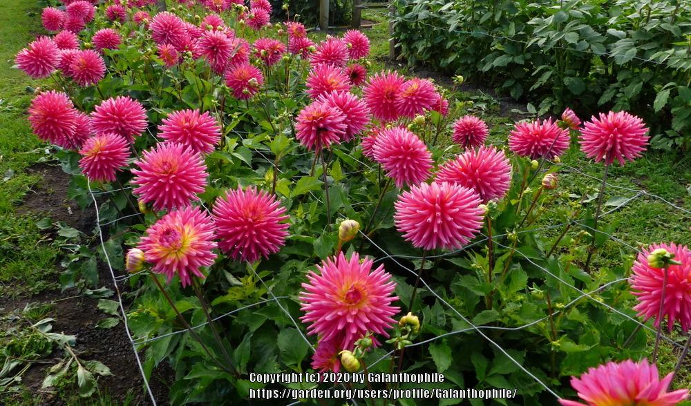 Dahlia 'Ryecroft Pixie' in the Dahlias Database - Garden.org