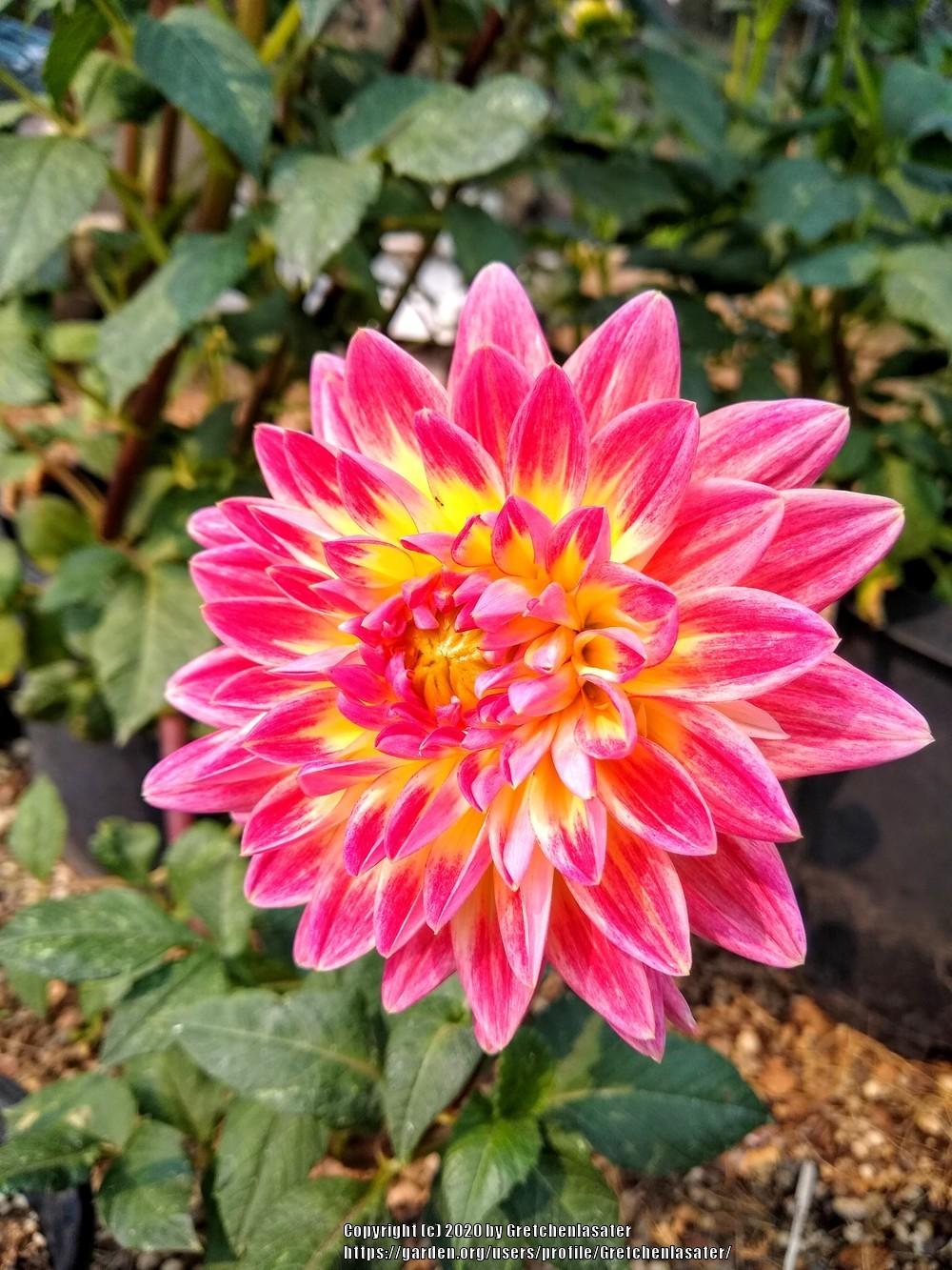 Dahlia 'Magic Sunrise' in the Dahlias Database - Garden.org