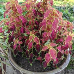 Photo of the entire plant of Coleus (Coleus scutellarioides PartyTime ...