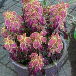 Coleus (Coleus scutellarioides PartyTime™ Ruby Punch) in the Coleus ...