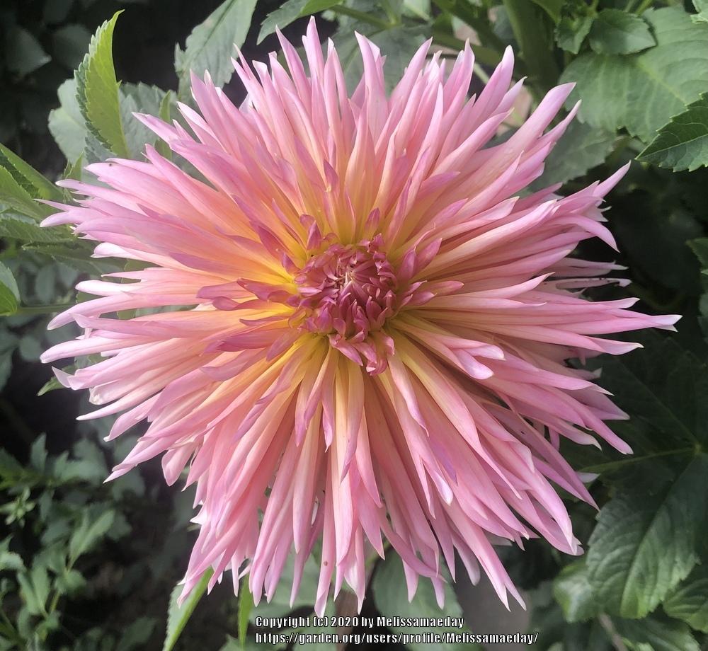 Dahlia 'Shaggy Chic' in the Dahlias Database - Garden.org