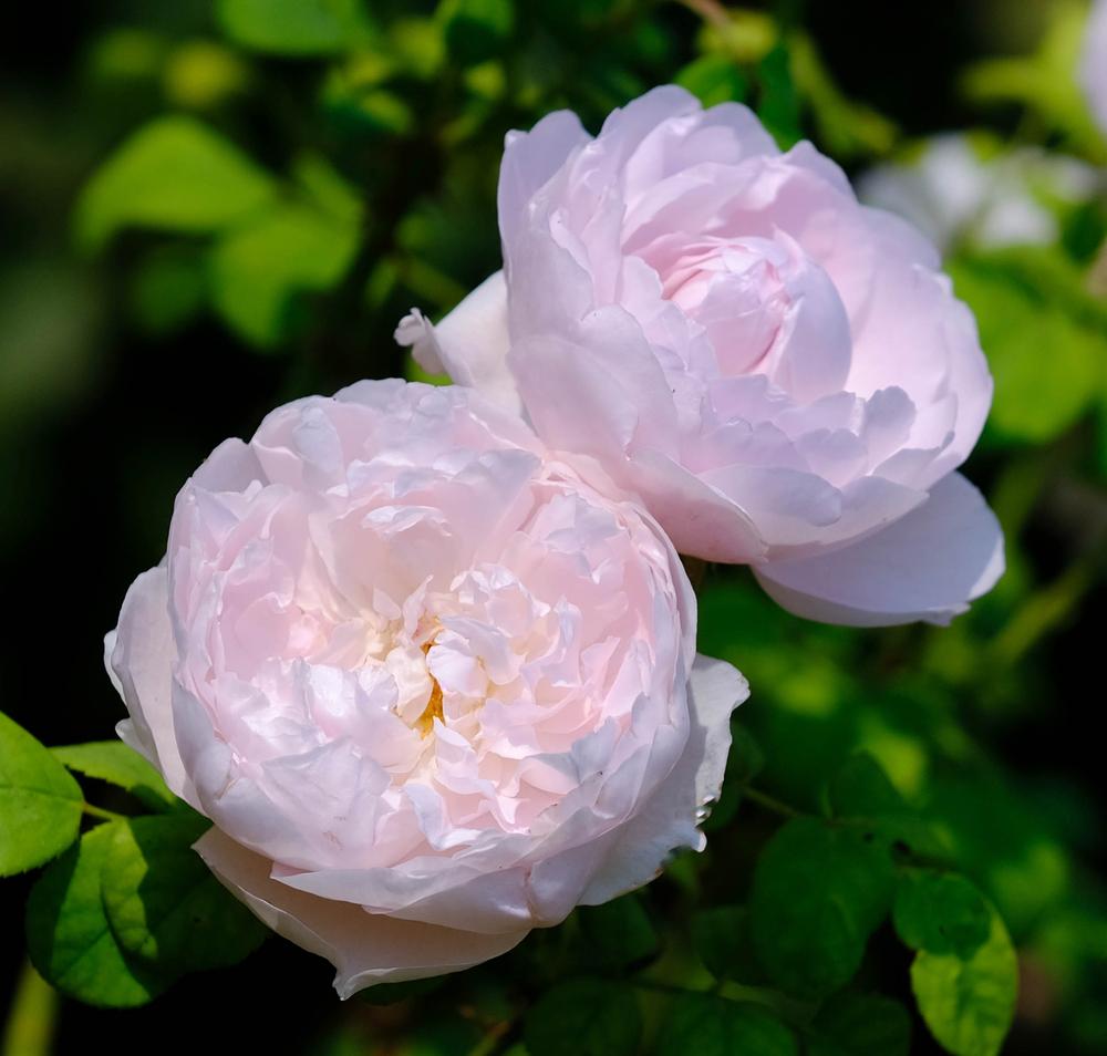 Rose (Rosa 'Admired Miranda') in the Roses Database - Garden.org