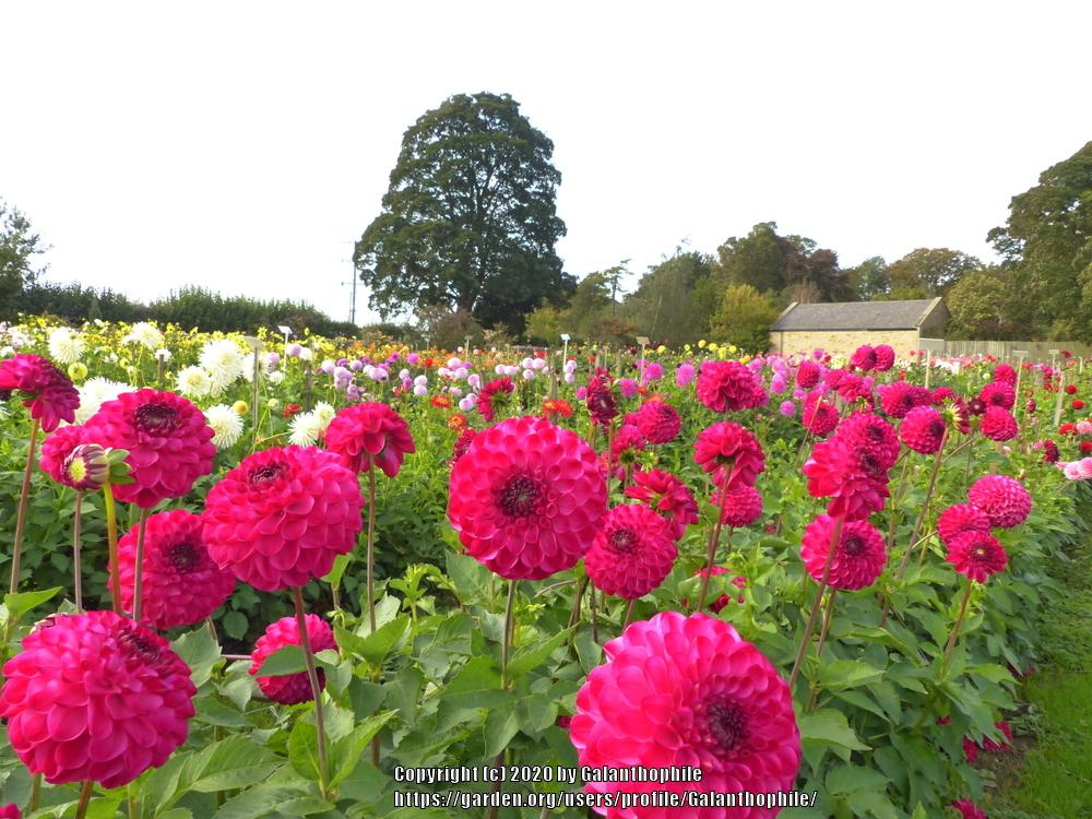 Dahlia 'JS Dorothy Rose' in the Dahlias Database - Garden.org