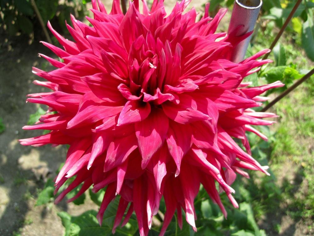 Dahlia 'Danum Meteor' in the Dahlias Database - Garden.org