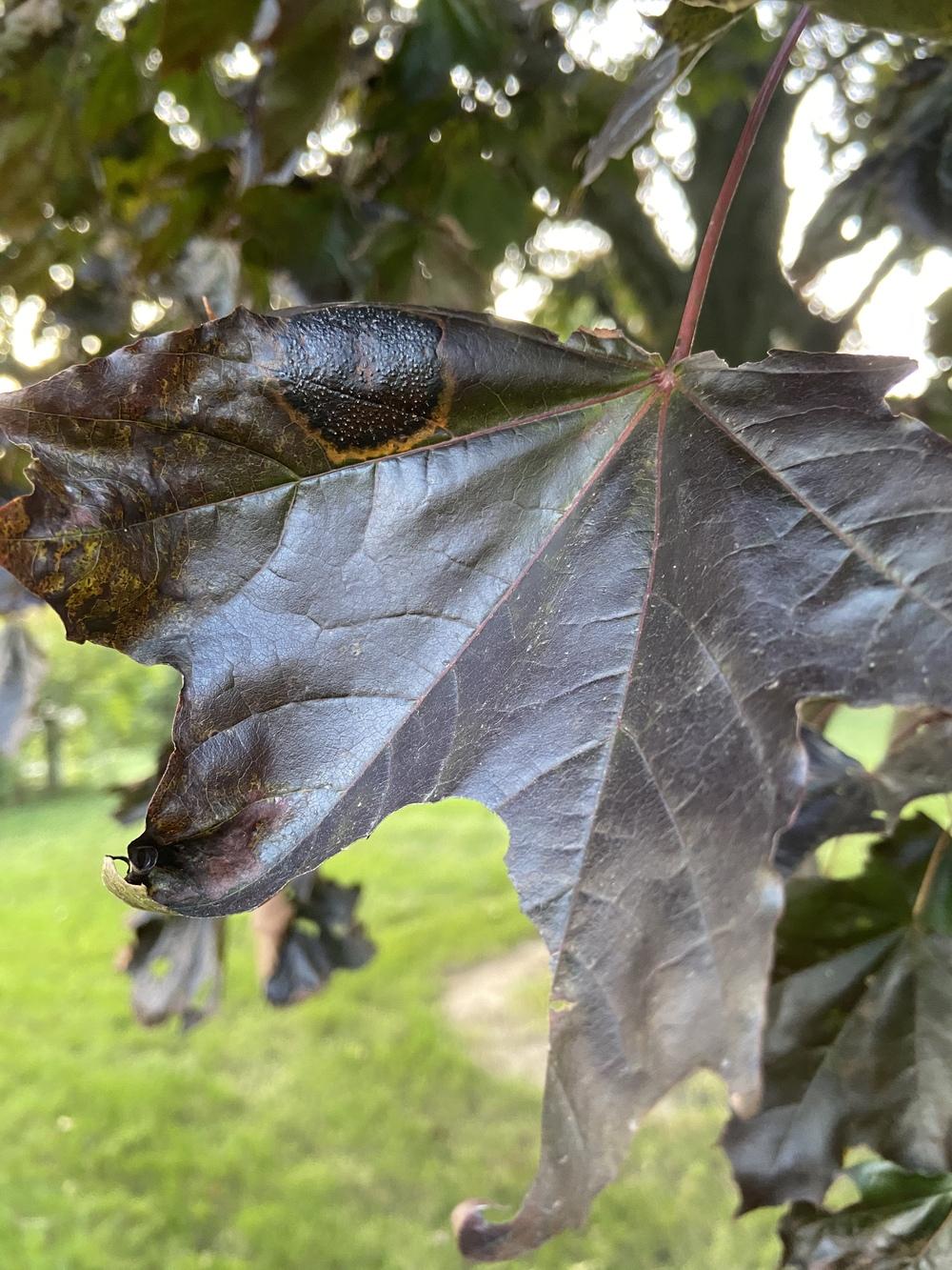 Maple Tree Dying? in the Trees and Shrubs forum - Garden.org