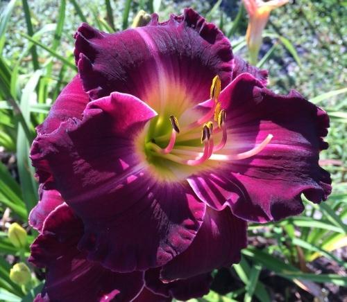 Daylily (Hemerocallis 'George Remembered') in the Daylilies Database ...
