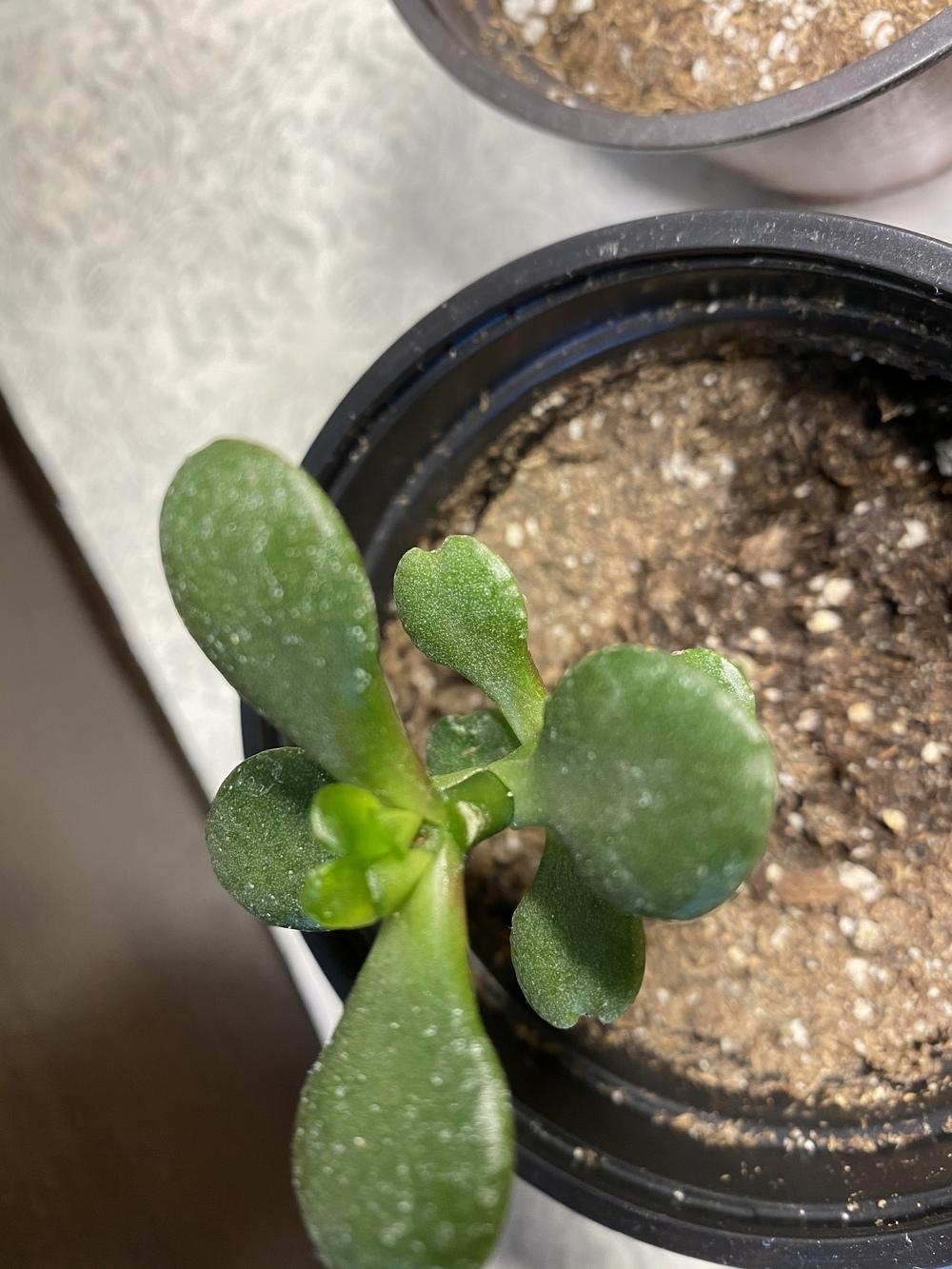 Jade plant trunk in the Cactus and Succulents forum - Garden.org