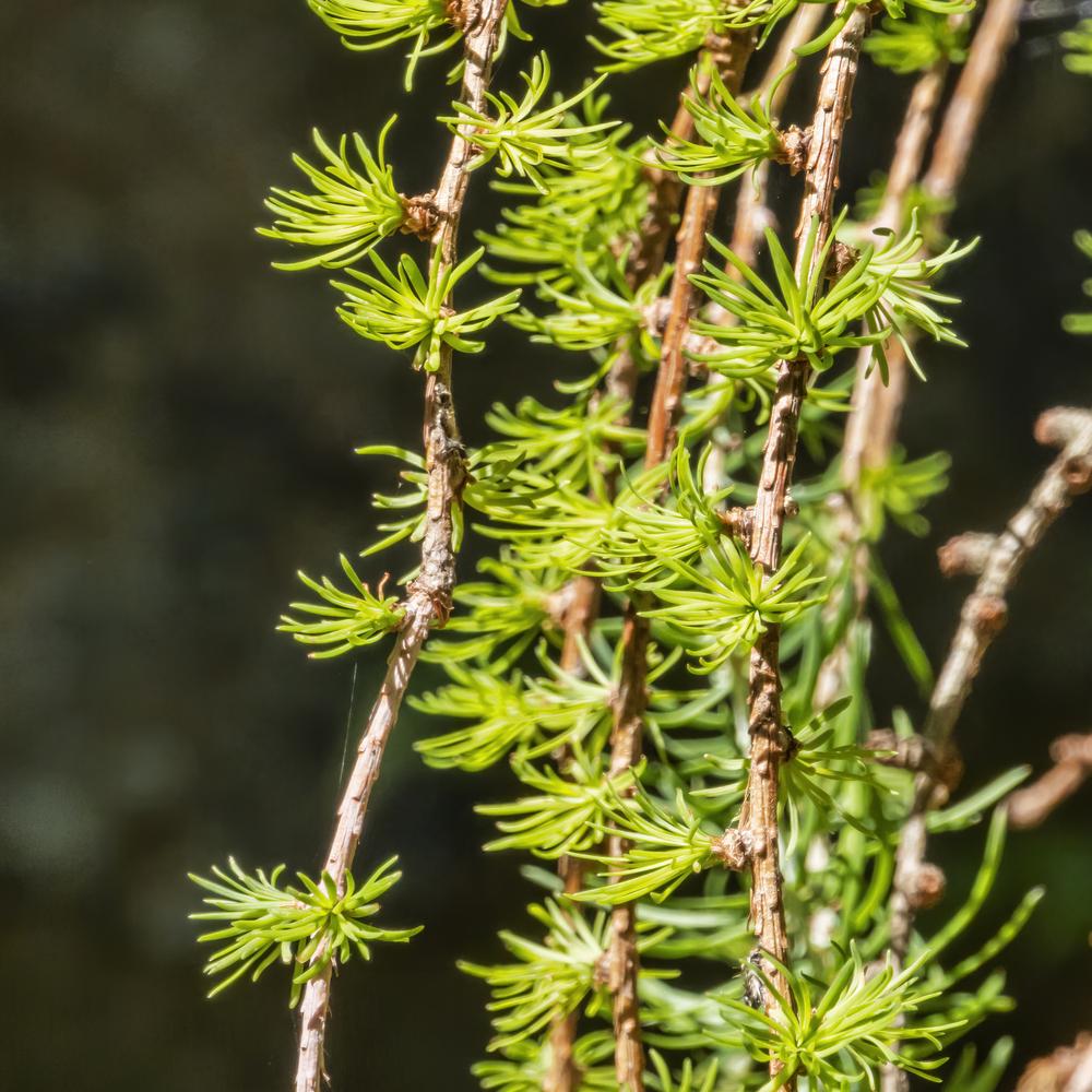 Weeping Japanese Larch (Larix kaempferi 'Pendula') - Garden.org