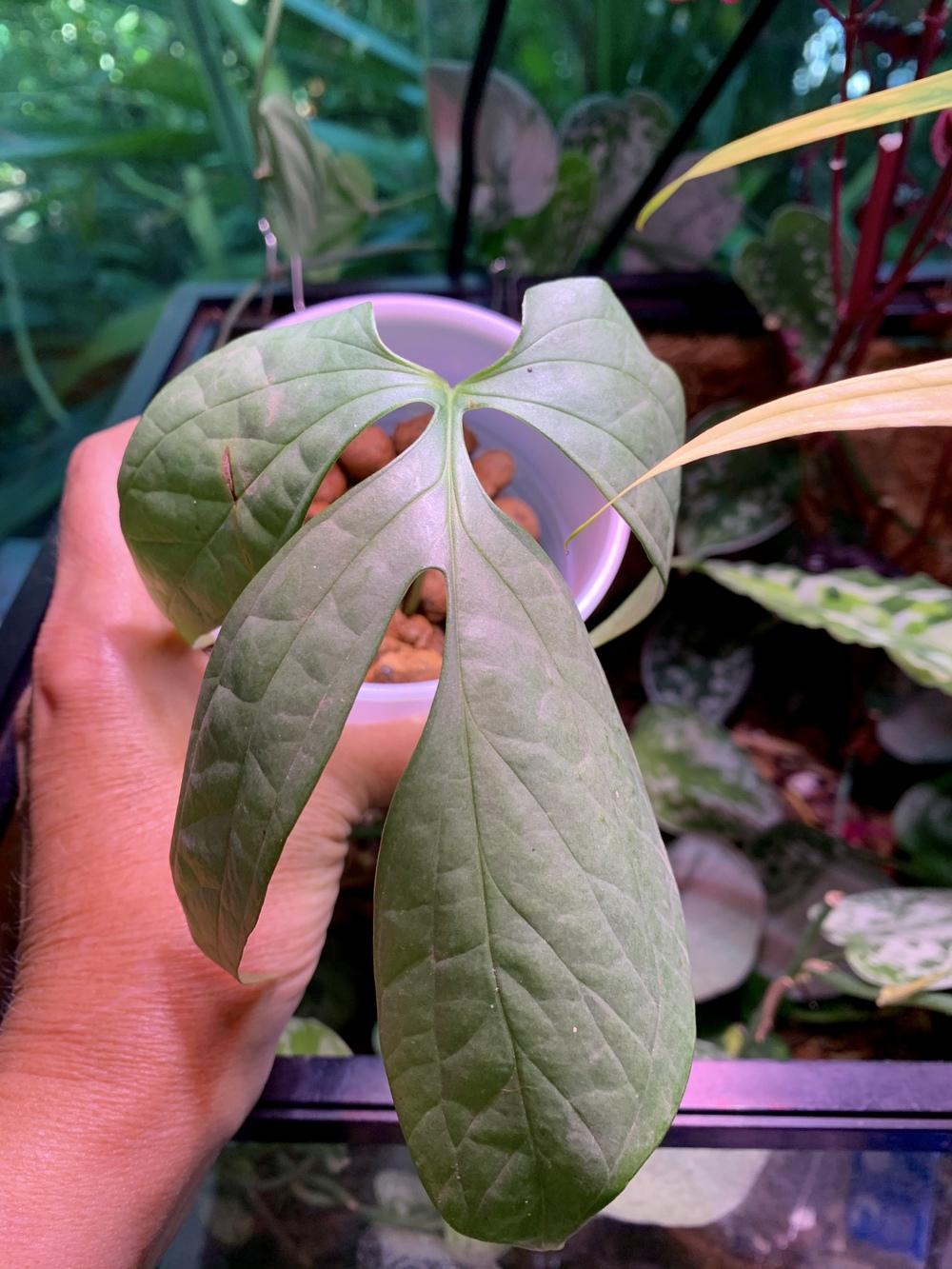 Amydrium medium - Garden.org