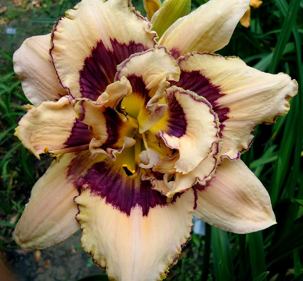 Daylily (Hemerocallis 'Small World I Double Dog Dare You') in the ...