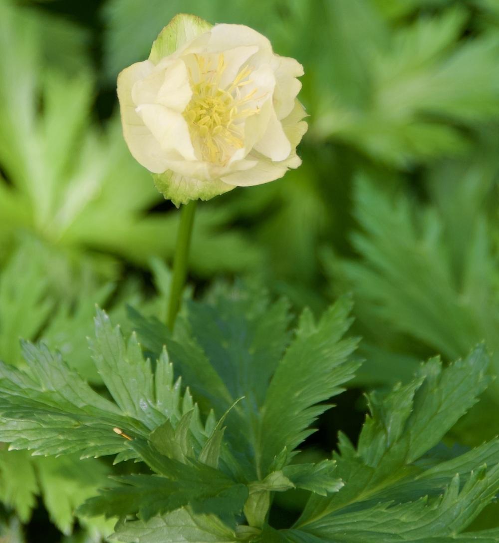 Photo of the entire plant of Trollius (Trollius x cultorum 'Alabaster ...