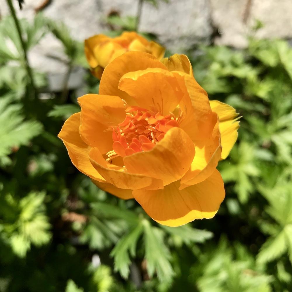 Photo of the bloom of Trollius (Trollius x cultorum 'Orange Crest ...