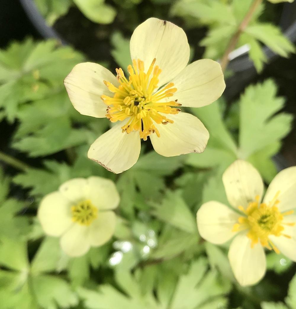 American globeflower (Trollius laxus) - Garden.org