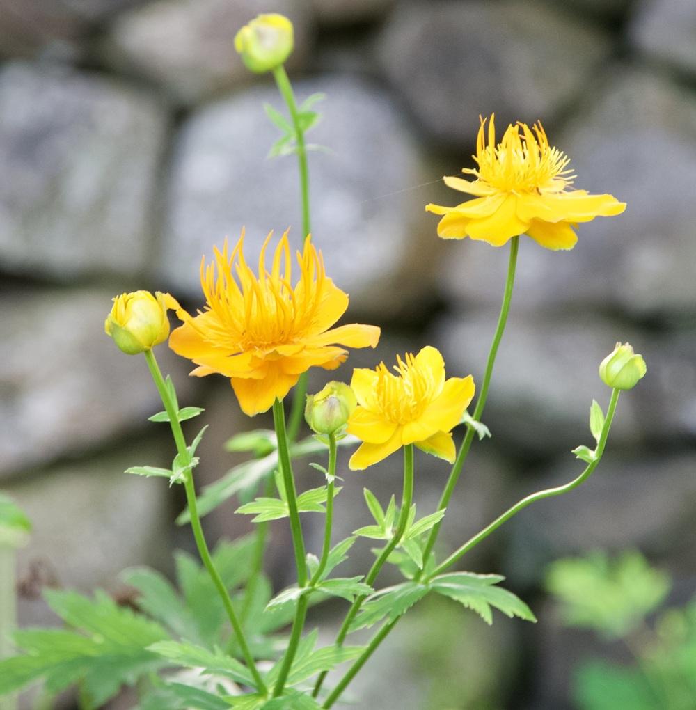 Trollius (Trollius x cultorum 'Orange Crest') - Garden.org