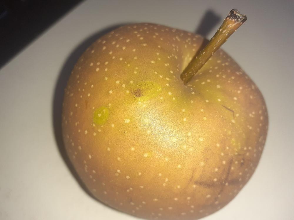 Asian Pear (Pyrus pyrifolia 'Yoinashi') in the Pears Database - Garden.org