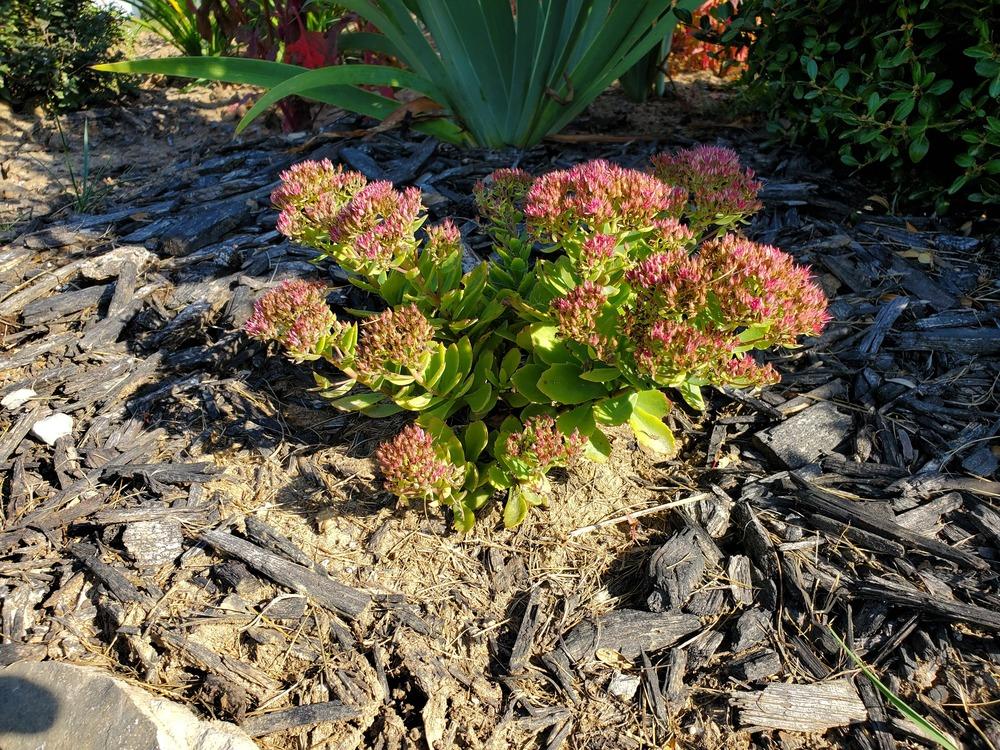 Stonecrop (Hylotelephium spectabile 'Powderpuff') - Garden.org