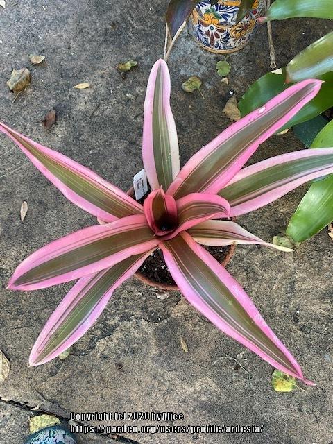 Neoregelia 'Royal Beauty' - Garden.org
