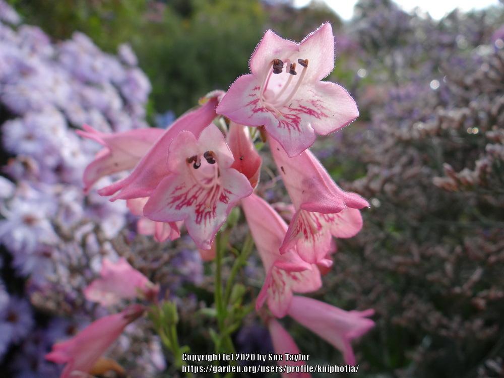 Penstemons: Plant Care and Collection of Varieties - Garden.org