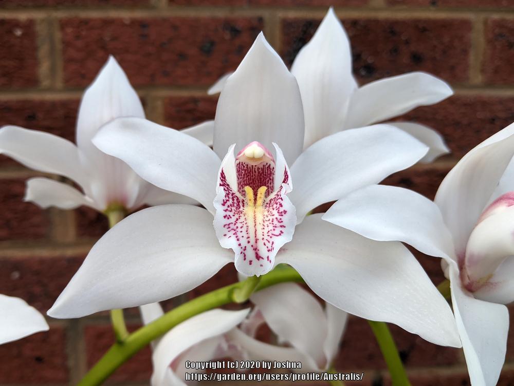 Orchid (Cymbidium Alexanderi) - Garden.org