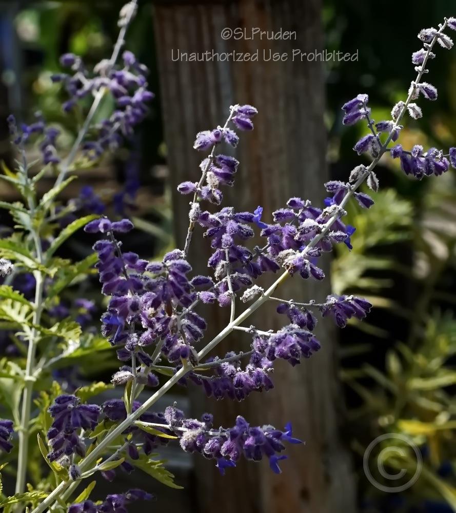 Russian Sage (Salvia yangii 'Hybrida') in the Salvias Database - Garden.org