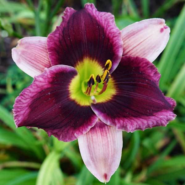 Daylily (Hemerocallis 'Heavenly Blackberry Beauty') in the Daylilies ...