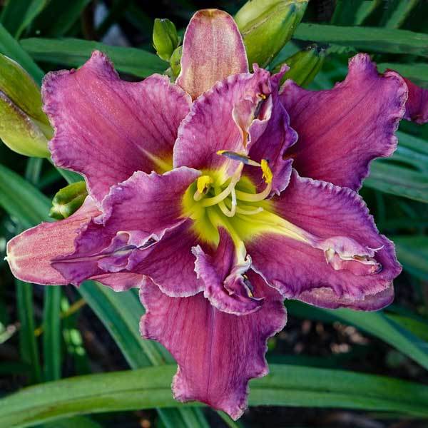 Daylily (Hemerocallis 'Double Berry Patch') in the Daylilies Database - Garden.org