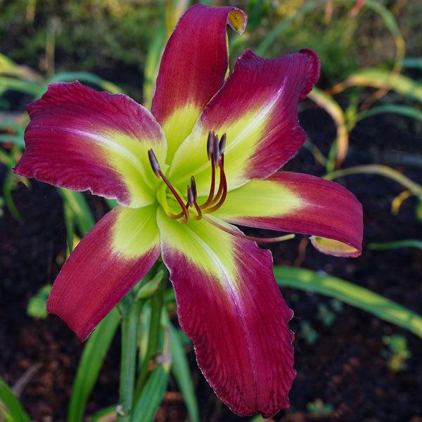 Daylily (Hemerocallis 'Sentinel Prime') in the Daylilies Database ...