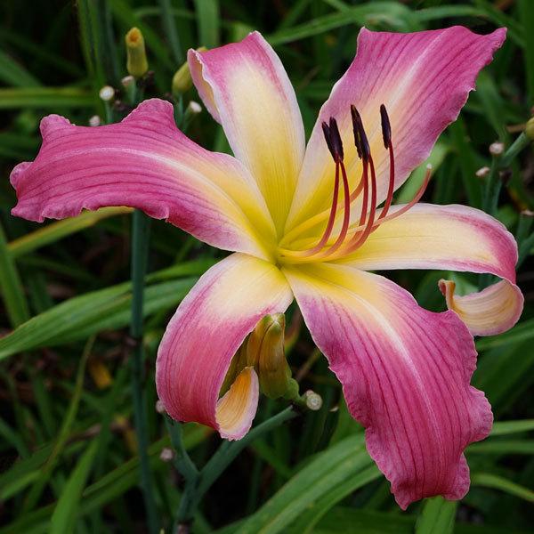 Daylily (Hemerocallis 'Heavenly Be My Valentine') in the Daylilies ...